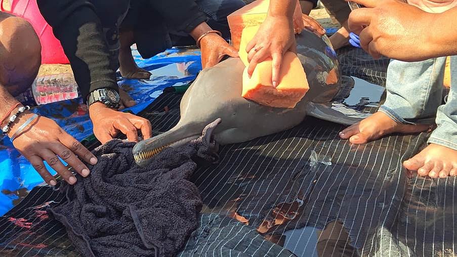 Indian scientists successfully tag Ganges river dolphin for first time ...