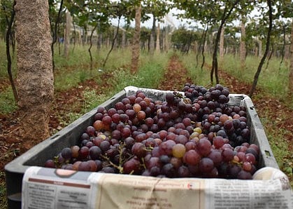 Heavy rains cause widespread 'fruit splitting' in 600 acres of grape ...