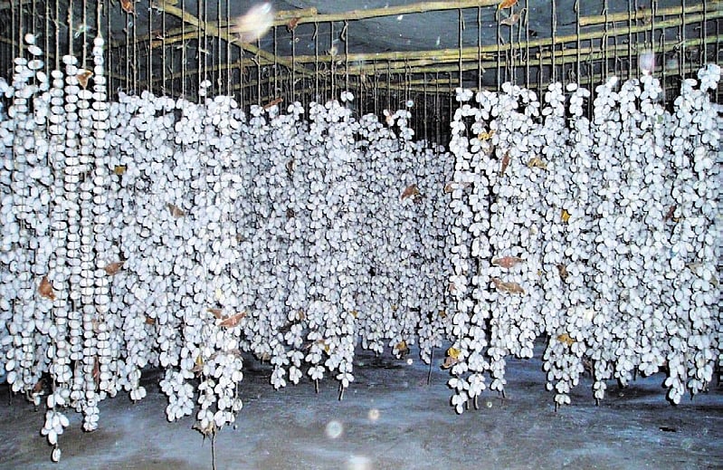 Tasar silk brings hope to tribal farmers in Mancherial