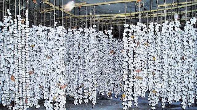 Tasar silk brings hope to tribal farmers in Mancherial