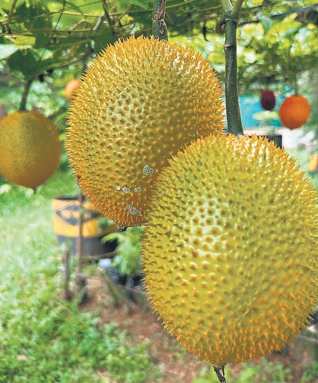 ‘Heavenly fruit’: AP techie grows exotic gac plant