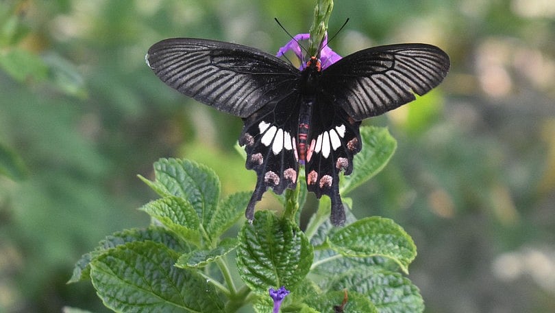 Bengaluru nature lovers planting saplings to attract butterflies