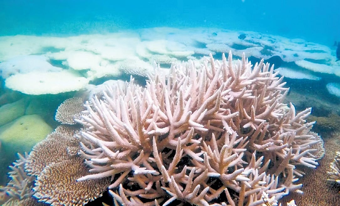 Artificial reef project to improve livelihood of Andhra Pradesh fishermen