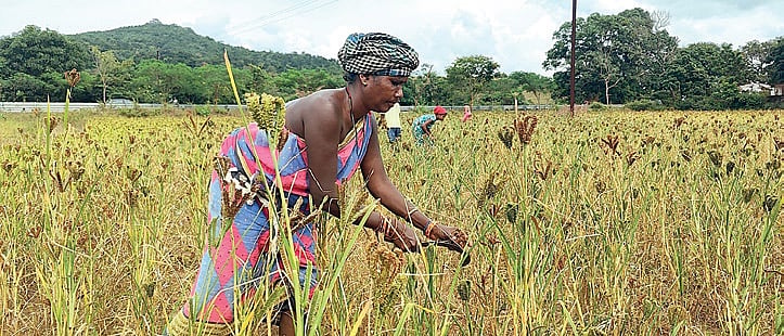 Agrobiodiversity conservation for protecting the future of food