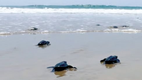 Dead olive ridley turtles raise stink at Andhra's Kakinada