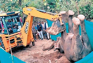 Electrocution claims life of elephant in Odisha