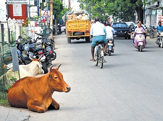 Tambaram corporation seizes nine stray cattle