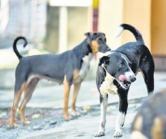 Stray dog menace puts Kalamassery residents on edge