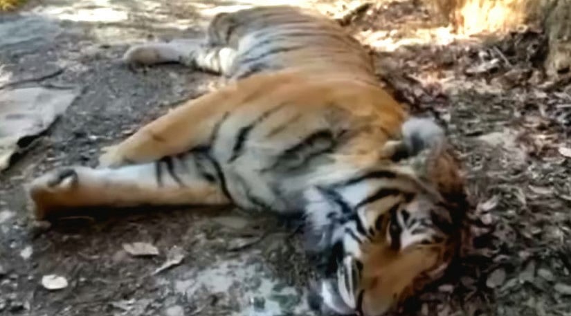 Uttarakhand forest department on alert; Suspected tiger poaching raises ...