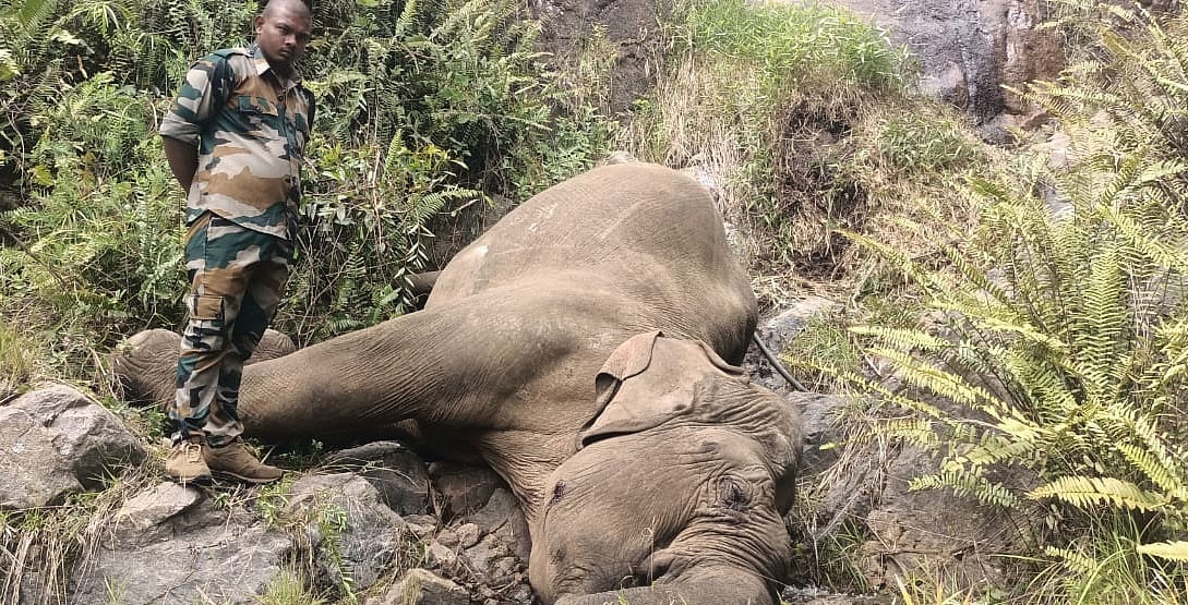 Elephant slips & falls off rock in Coonoor, dies