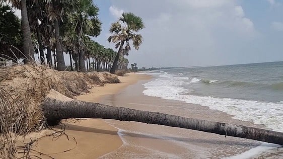 Sea erosion at Kulasekarapattinam uproots palmyra palm trees