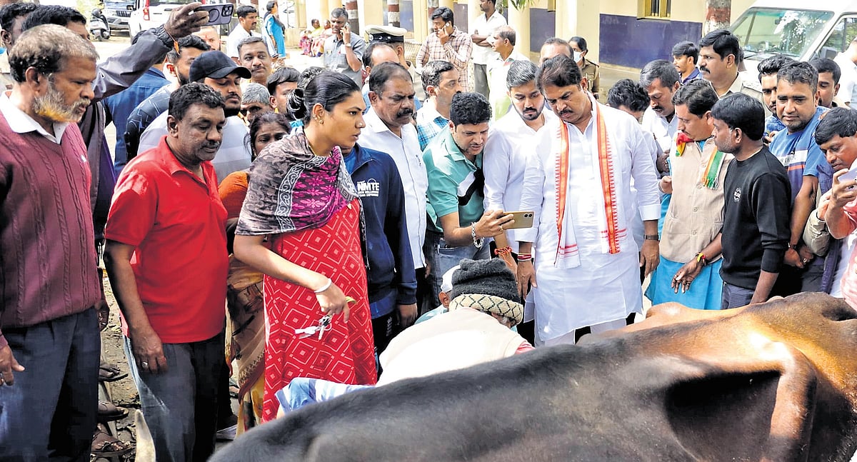 Tension flares after miscreants cut udders of three cows in Bengaluru's ...