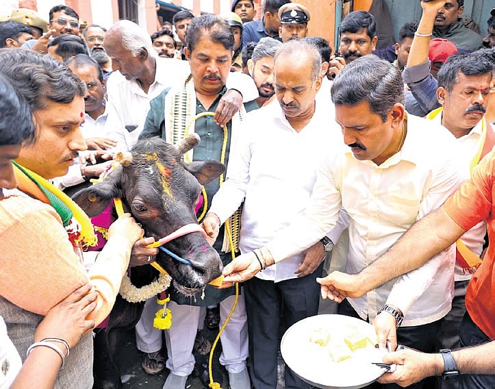 BJP slams congress for 'appeasement politics' after cow slashing ...