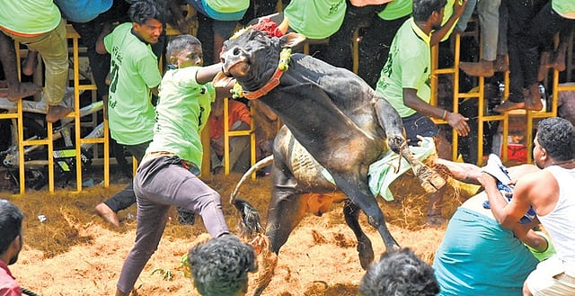 Bull dies in jallikattu at Periyasuriyur in Tiruchy village
