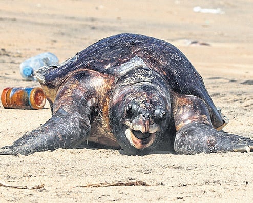 Experts are alarmed as 350 turtles wash ashore dead in Chennai till ...