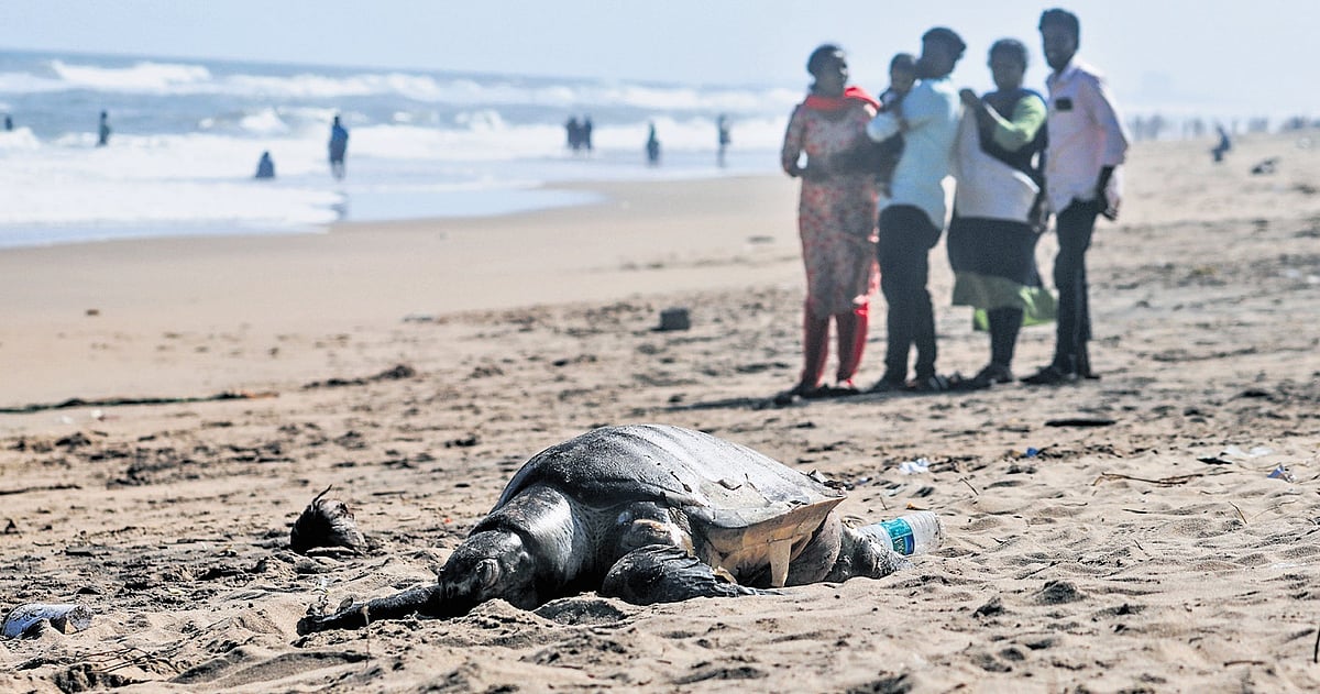 Experts are alarmed as 350 turtles wash ashore dead in Chennai till ...