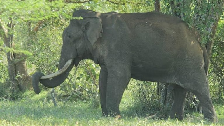 Kerala: Wild jumbos kill three in 24 hours; minister calls meet amid ...