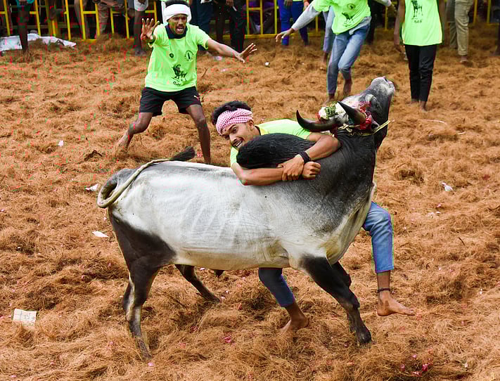 Man gored to death in illegal bull run event in Tamil Nadu