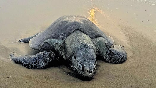 NGT takes cognisance of turtle deaths