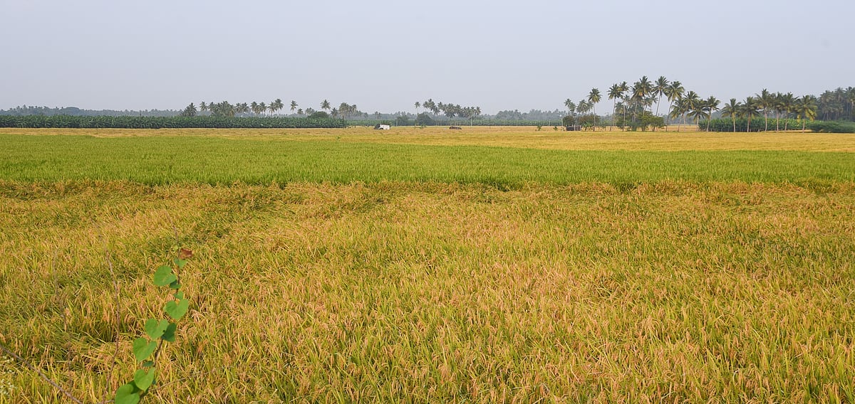 Stored paddy worth Rs 840 crore spoiled in five years in TN