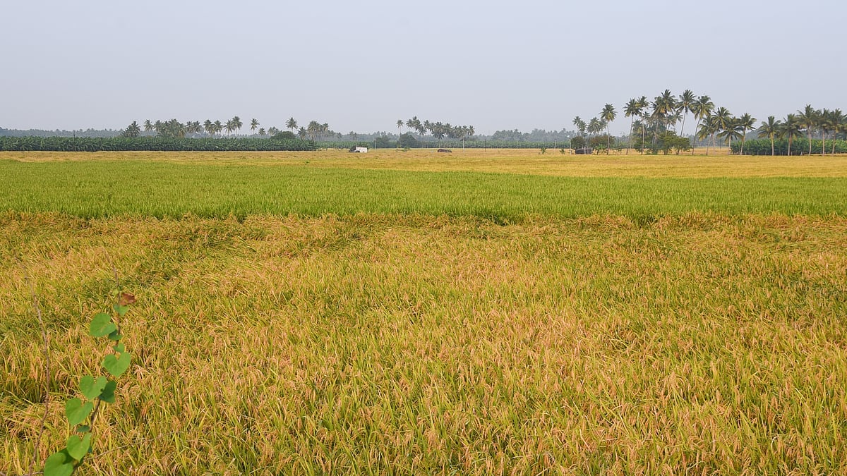 Stored paddy worth Rs 840 crore spoiled in five years in TN