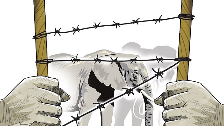 Wild animals terrorise Vithura tribal settlements, one hurt in jumbo attack