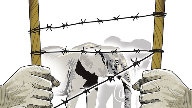 Wild animals terrorise Vithura tribal settlements, one hurt in jumbo attack