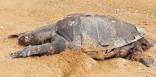 Chief Secretary N Muruganandam holds meet on turtle deaths