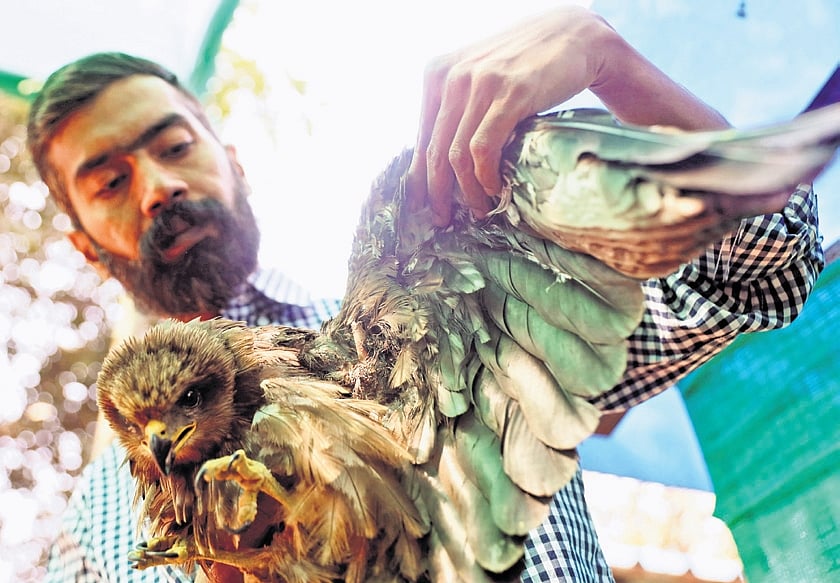 AWCS turns saviour of birds struck down by nylon manja in Telangana