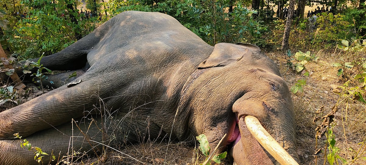 Elephant succumbs to injuries after suspected fight with another tusker ...