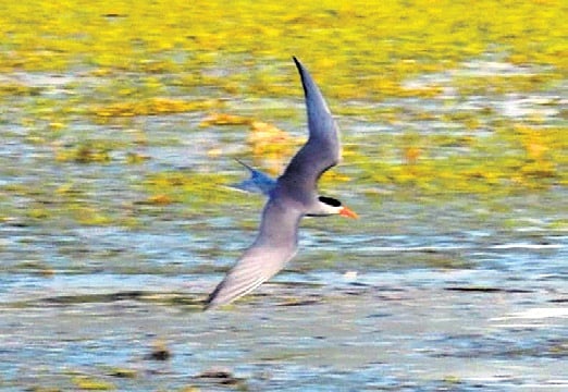Endangered bird seen in Kawal Tiger Reserve