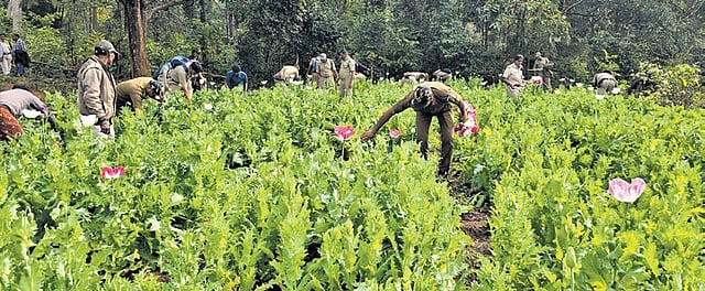 Opium farm worth Rs 42 lakh destroyed in Mayurbhanj