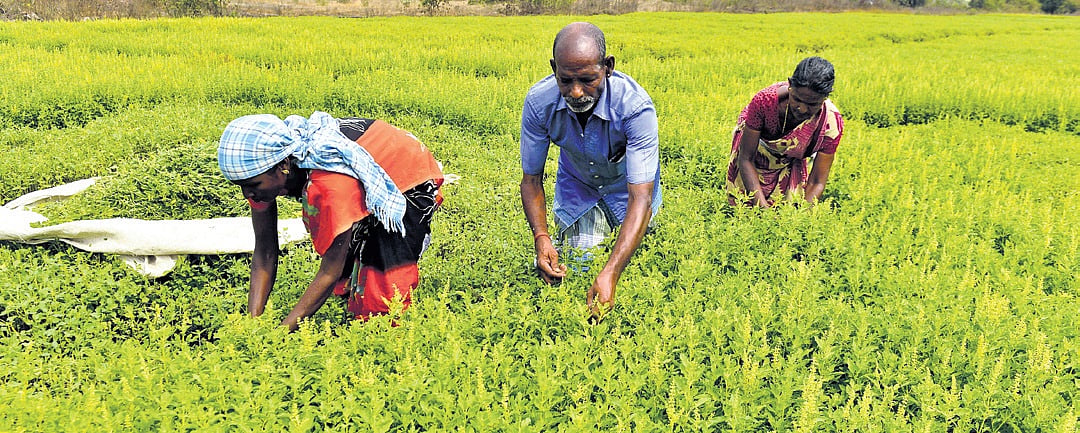 MSP for all produce, river-linking among farmers’ budget expectations