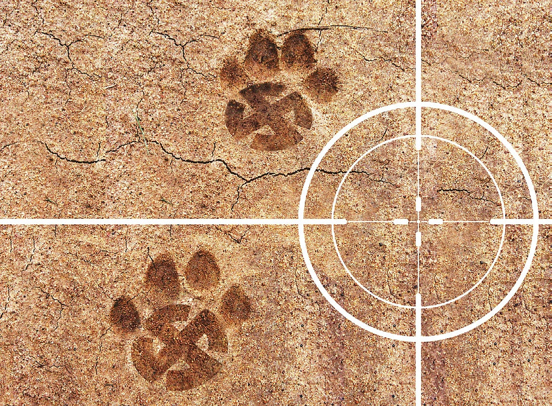 Increasing man-animal conflict is a sign of disasters waiting to happen