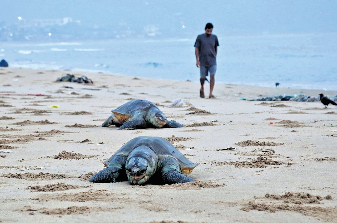 Olive ridley turtles face grave threat in Andhra Pradesh as 2,641 ...