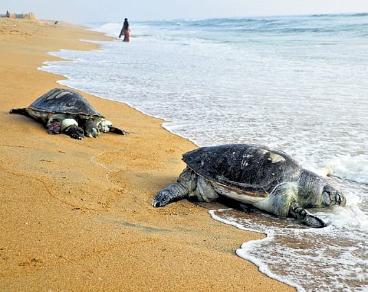 Why are Olive Ridley turtles dying? A crisis of conservation & overfishing