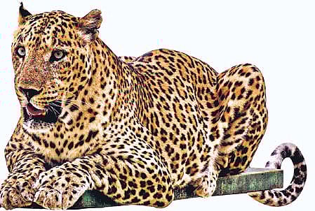Fading Spots: Frequent seizures of leopard skins spark conservation ...