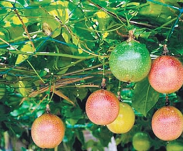 Vattavada now a haven for sweet passion fruit as production thrives