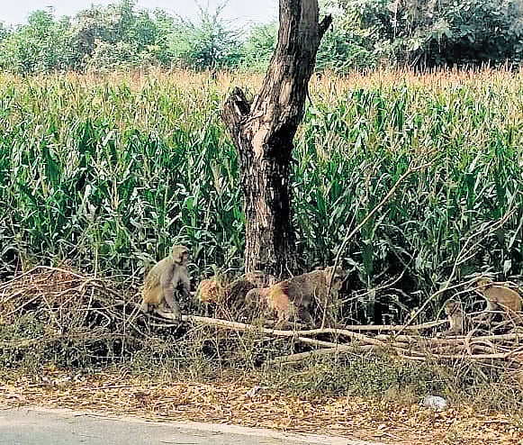 Monkeys getting increasingly brazen, wreaking havoc: Khammam farmers