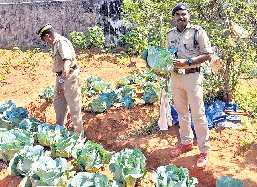 Viyyur Prison farms success with 50-tonne veg harvest