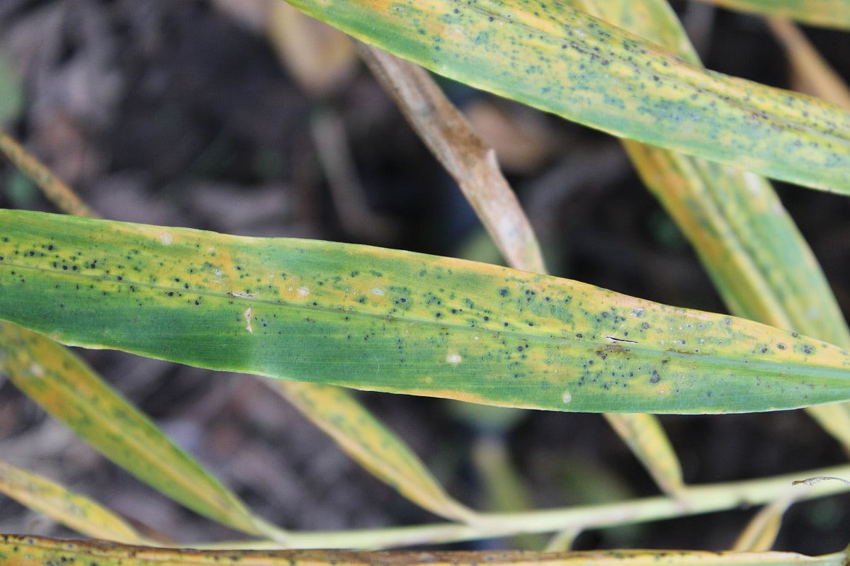 Scientists identify new fungal disease in ginger crops across Kodagu