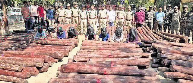195 red logs worth Rs 4.2 crore seized, eight arrested in Andhra Pradesh