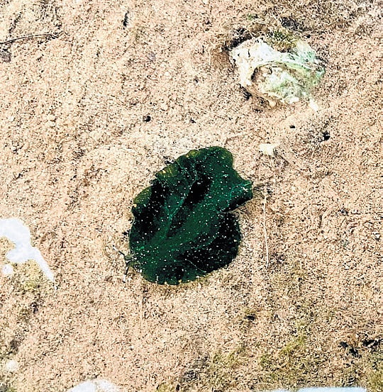 Tiny leaf slugs keeping Karwar's marine ecosystem healthy: Researchers