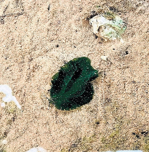 Tiny leaf slugs keeping Karwar's marine ecosystem healthy: Researchers