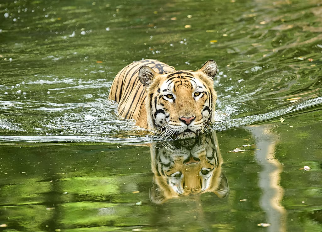 NTCA warns Morand-Ganjal irrigation Project in MP will destroy tiger ...