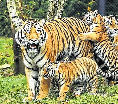 Diversity: In a 1st, scientific assessment of animal species at PTR in ...
