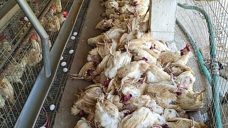 Bird flu confirmed in Khurda; over 4,500 birds culled, containment ...