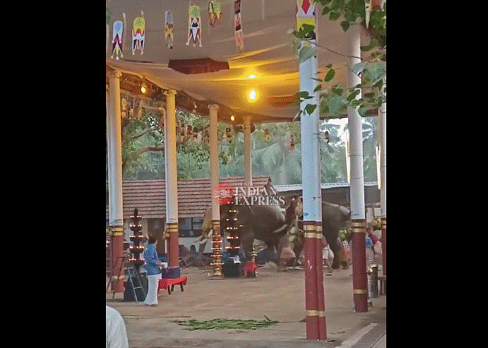 Three die as elephants run amok at temple festival near Koyilandy