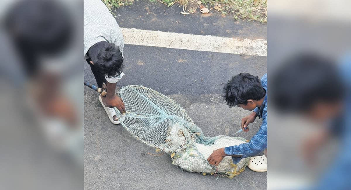 BBMP to spend Rs 4.30 crore to vaccinate 1.84L stray dogs