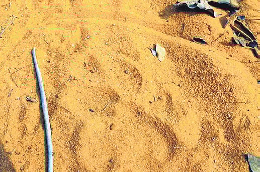 Tiger pugmarks spotted, high alert in Telangana's Bhupalpally